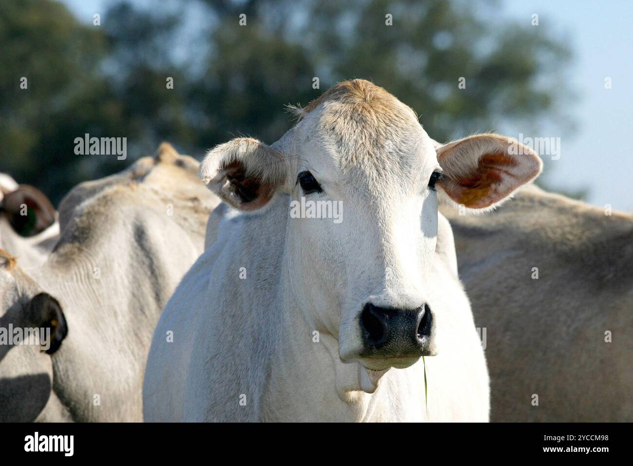 cattle Nelore, bovine originating in India and race representing 85% of ...