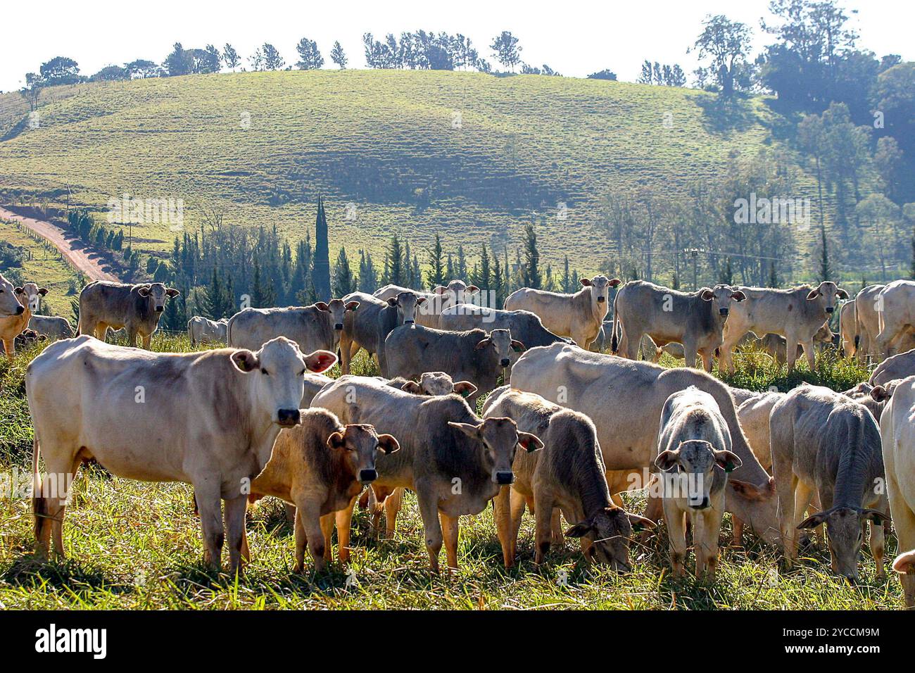 cattle Nelore, bovine originating in India and race representing 85% of ...