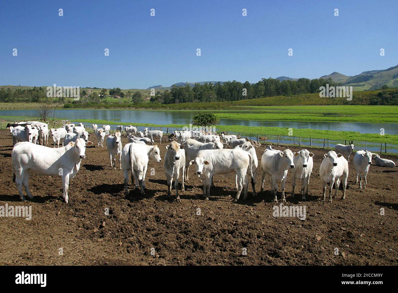 cattle Nelore, bovine originating in India and race representing 85% of ...
