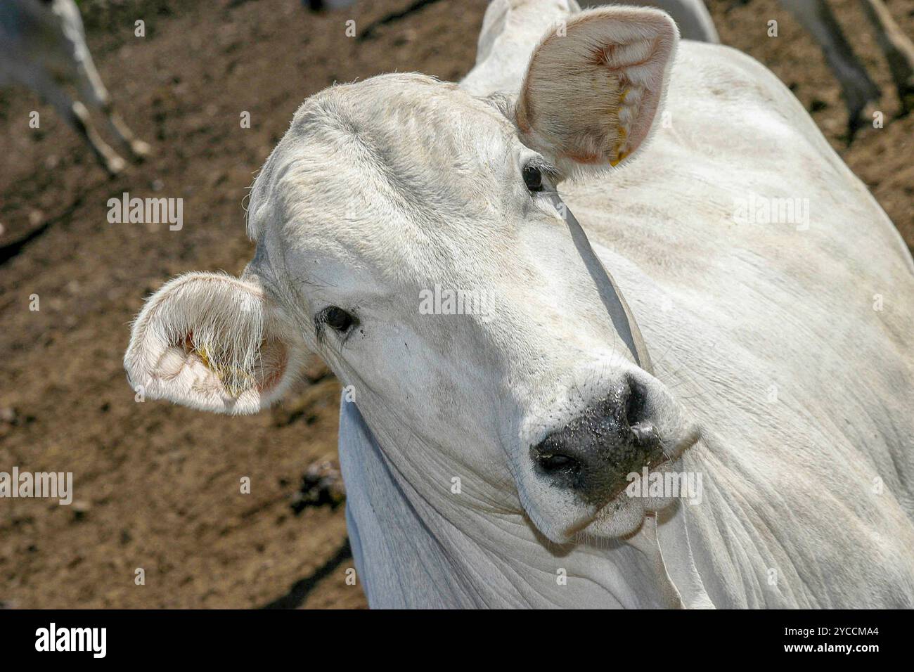 cattle Nelore, bovine originating in India and race representing 85% of ...
