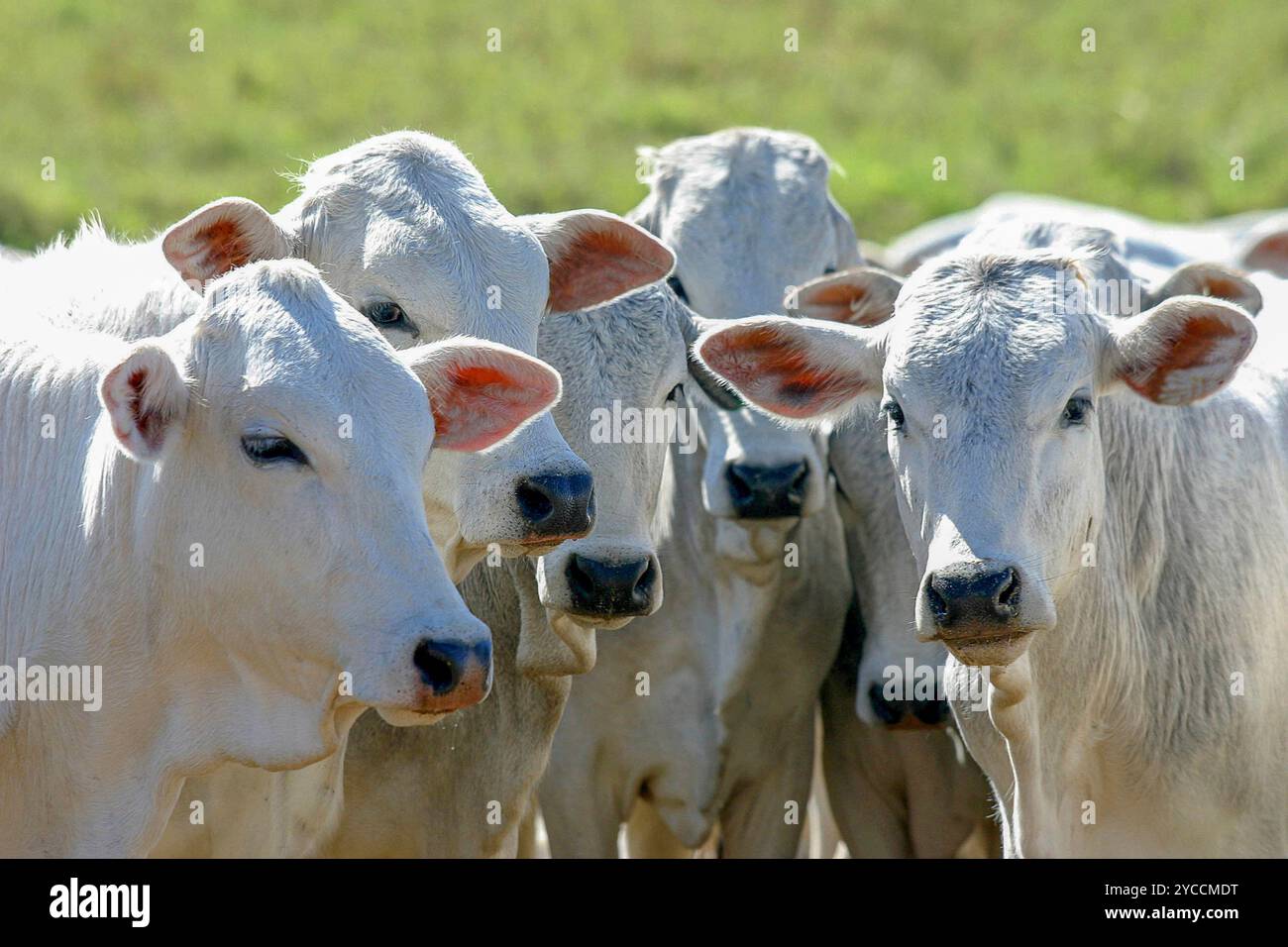 cattle Nelore, bovine originating in India and race representing 85% of ...