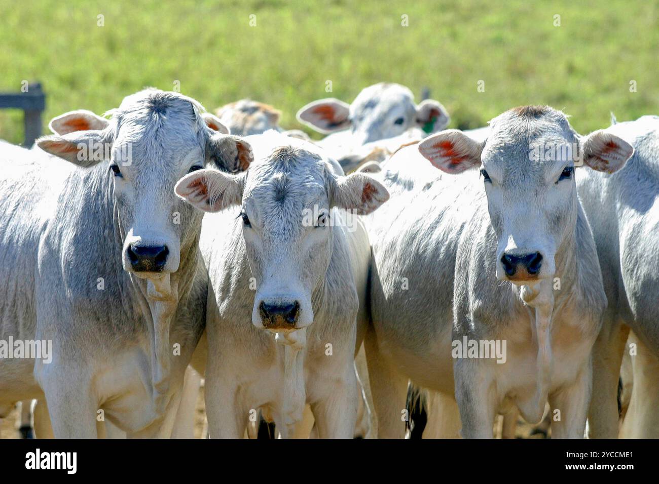 cattle Nelore, bovine originating in India and race representing 85% of ...