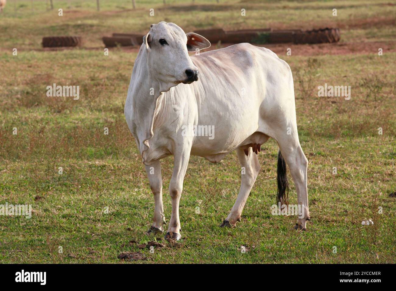 cattle Nelore, bovine originating in India and race representing 85% of ...