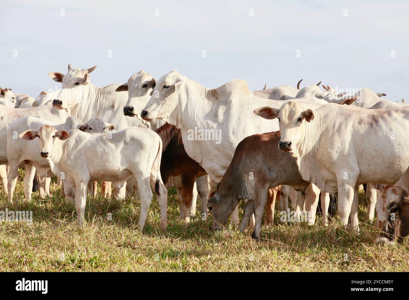 cattle Nelore, bovine originating in India and race representing 85% of ...