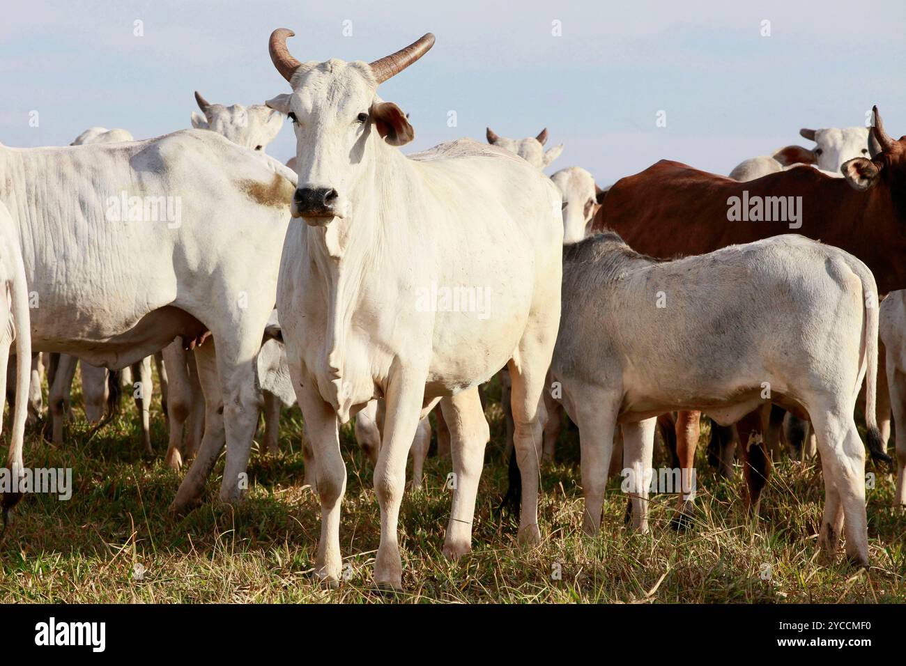 cattle Nelore, bovine originating in India and race representing 85% of ...