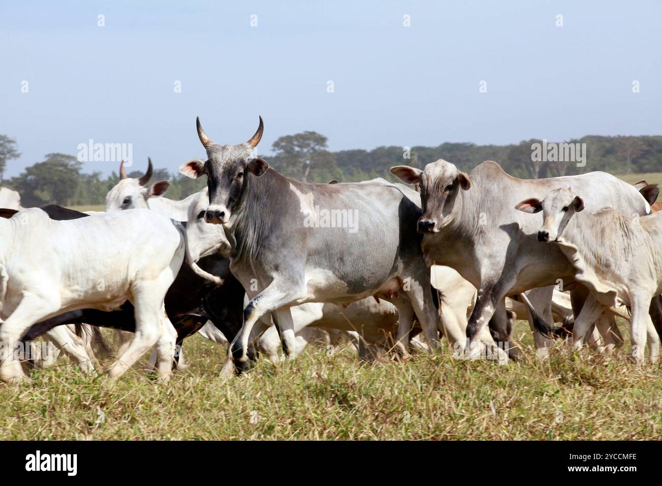 cattle Nelore, bovine originating in India and race representing 85% of ...