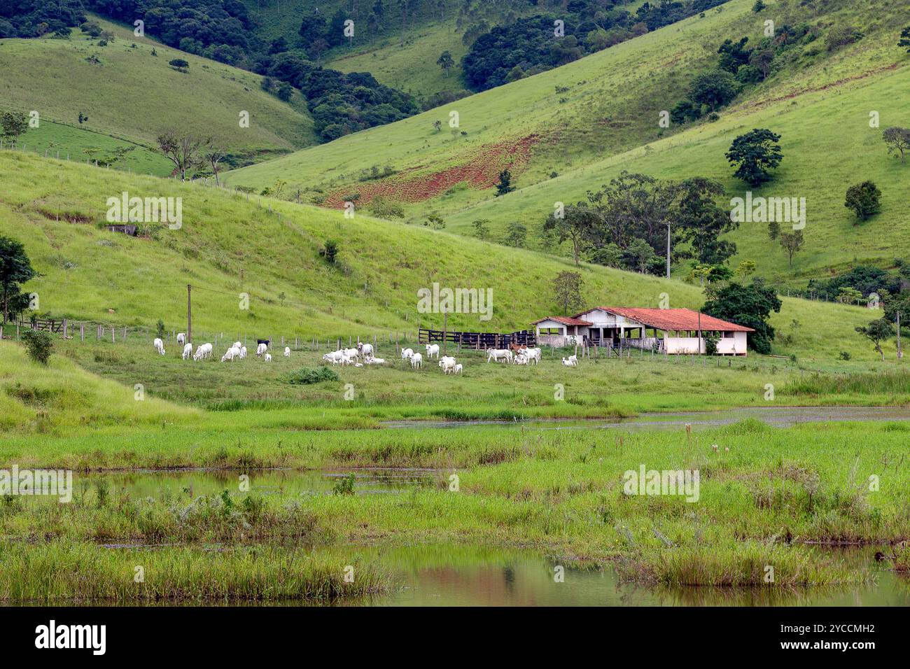 cattle Nelore, bovine originating in India and race representing 85% of ...