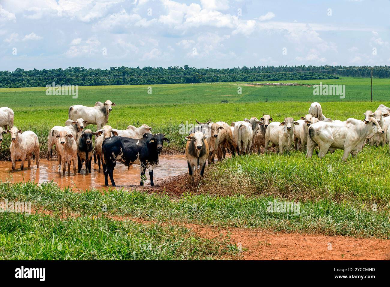 cattle nelore in pasture on brazilian farm Stock Photo - Alamy