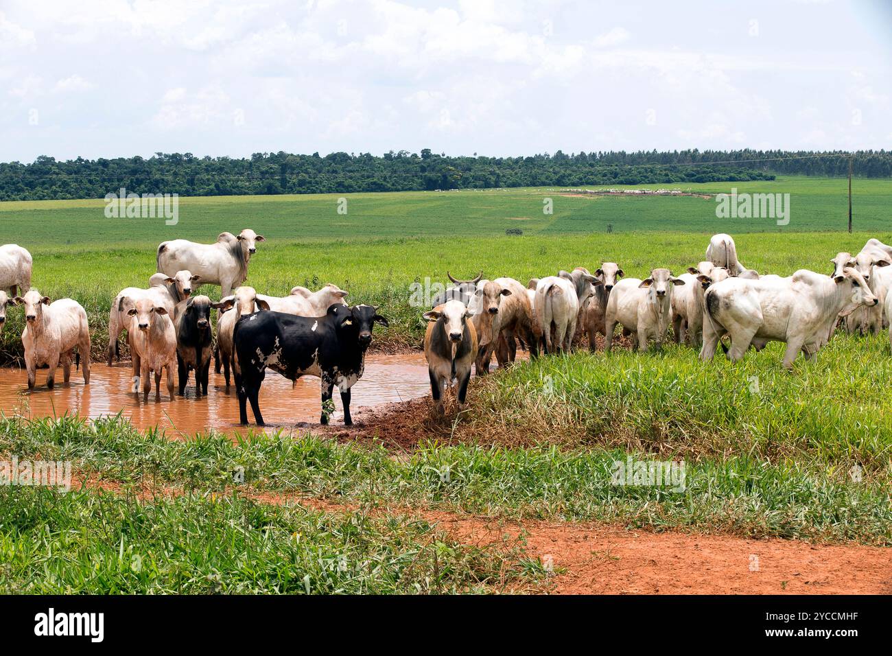 cattle Nelore, bovine originating in India and race representing 85% of ...