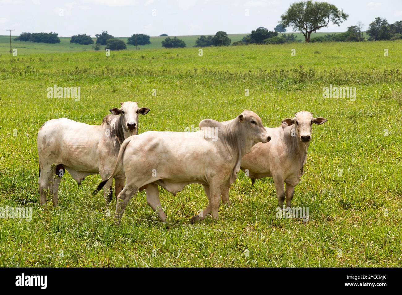 cattle Nelore, bovine originating in India and race representing 85% of ...