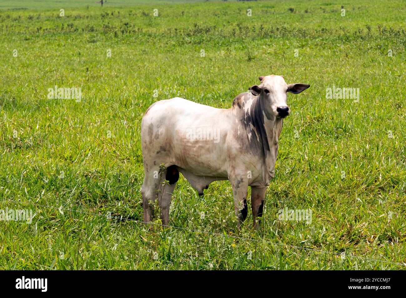 cattle Nelore, bovine originating in India and race representing 85% of ...