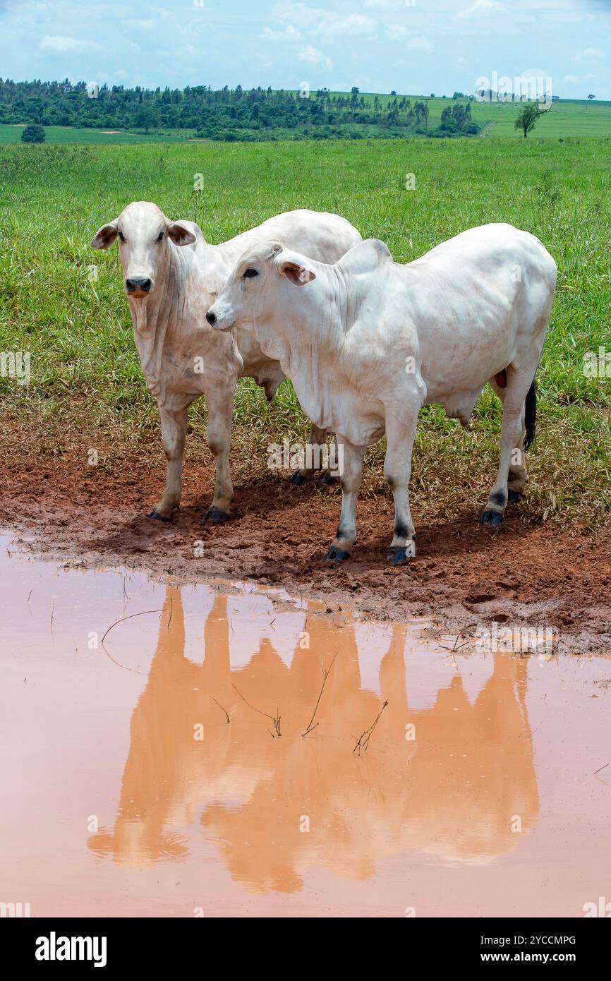 cattle Nelore, bovine originating in India and race representing 85% of ...