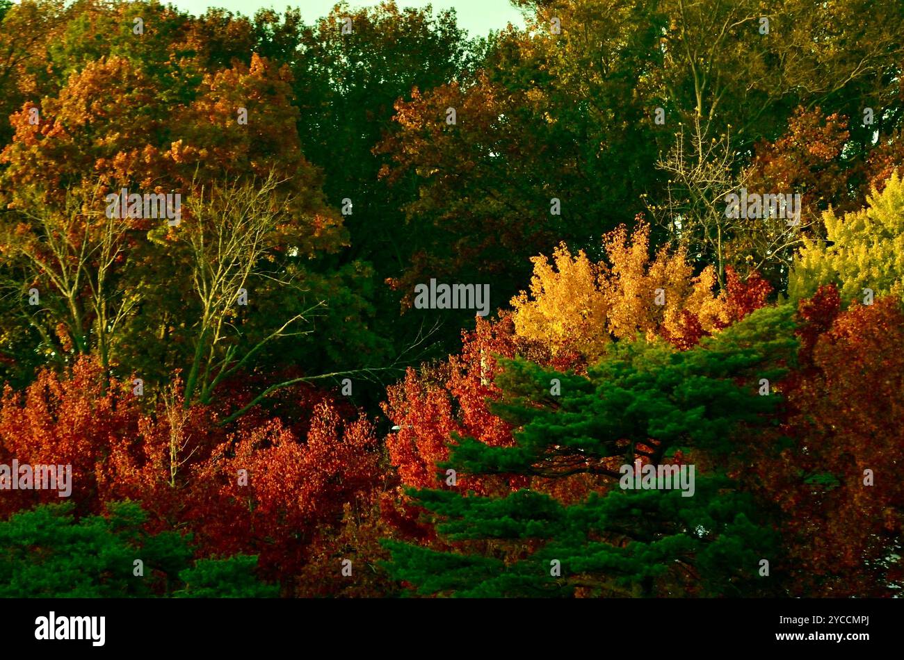 Fall Foliage, New York City Stock Photo - Alamy