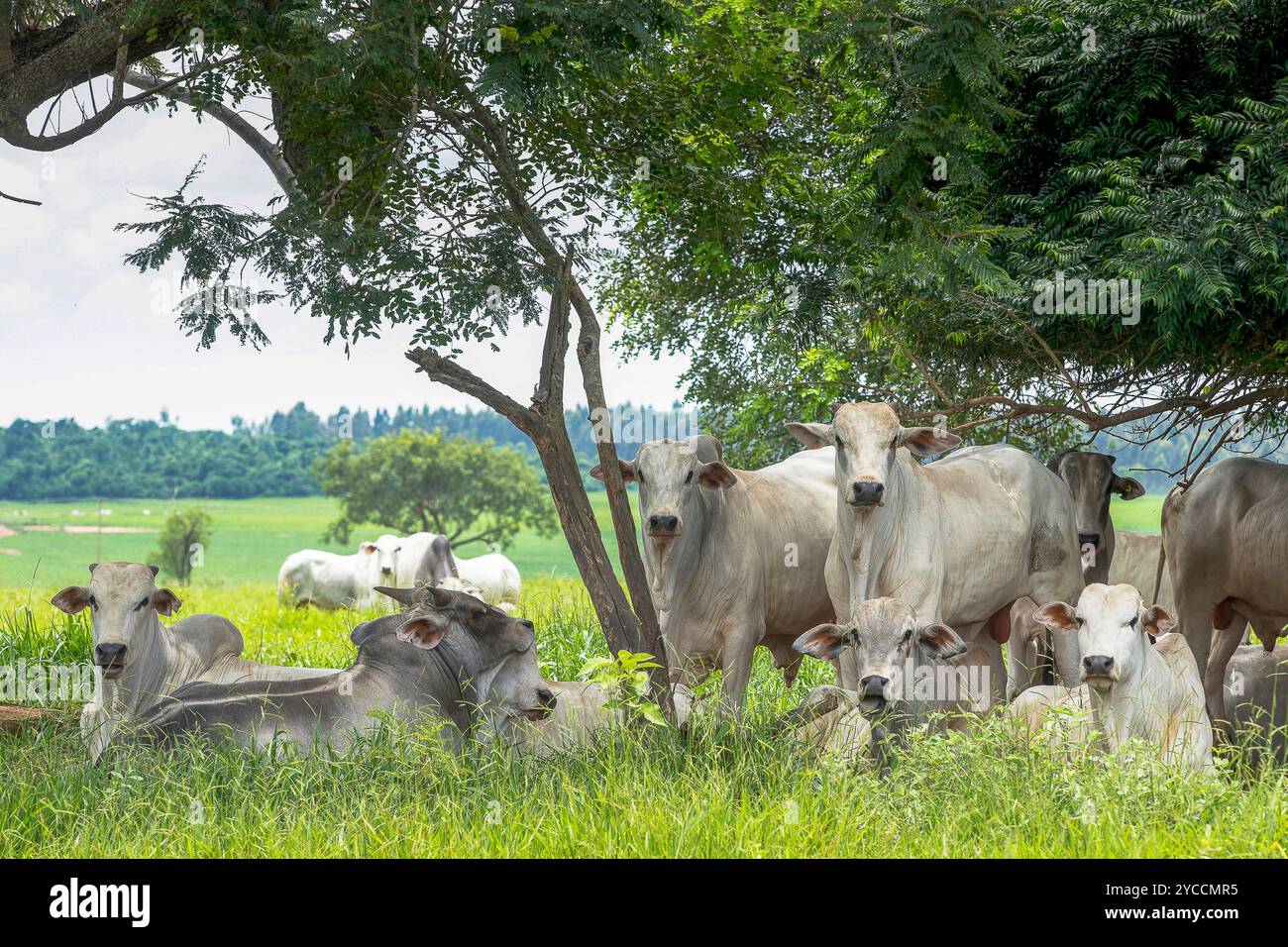 cattle Nelore, bovine originating in India and race representing 85% of ...