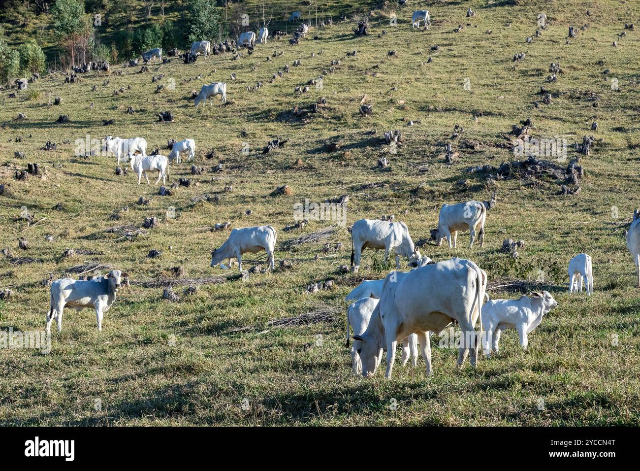 Zebu cattle, of the Nelore breed, in the pasture on the hill, in the ...