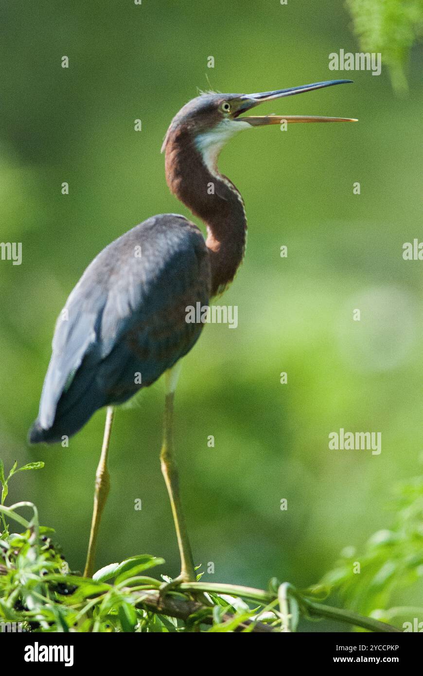 Tri sharp hi-res stock photography and images - Alamy