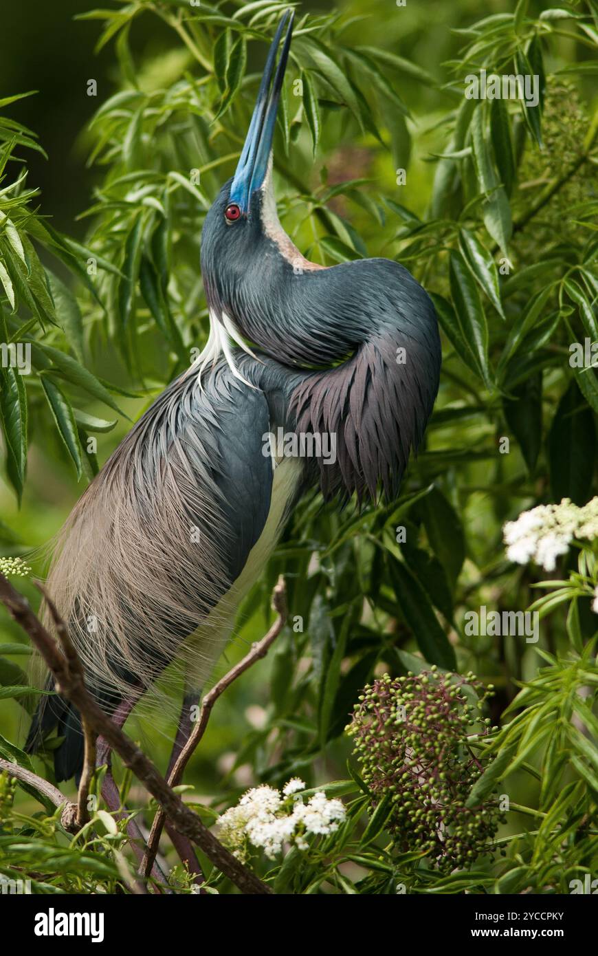 Feet trailing hi-res stock photography and images - Alamy