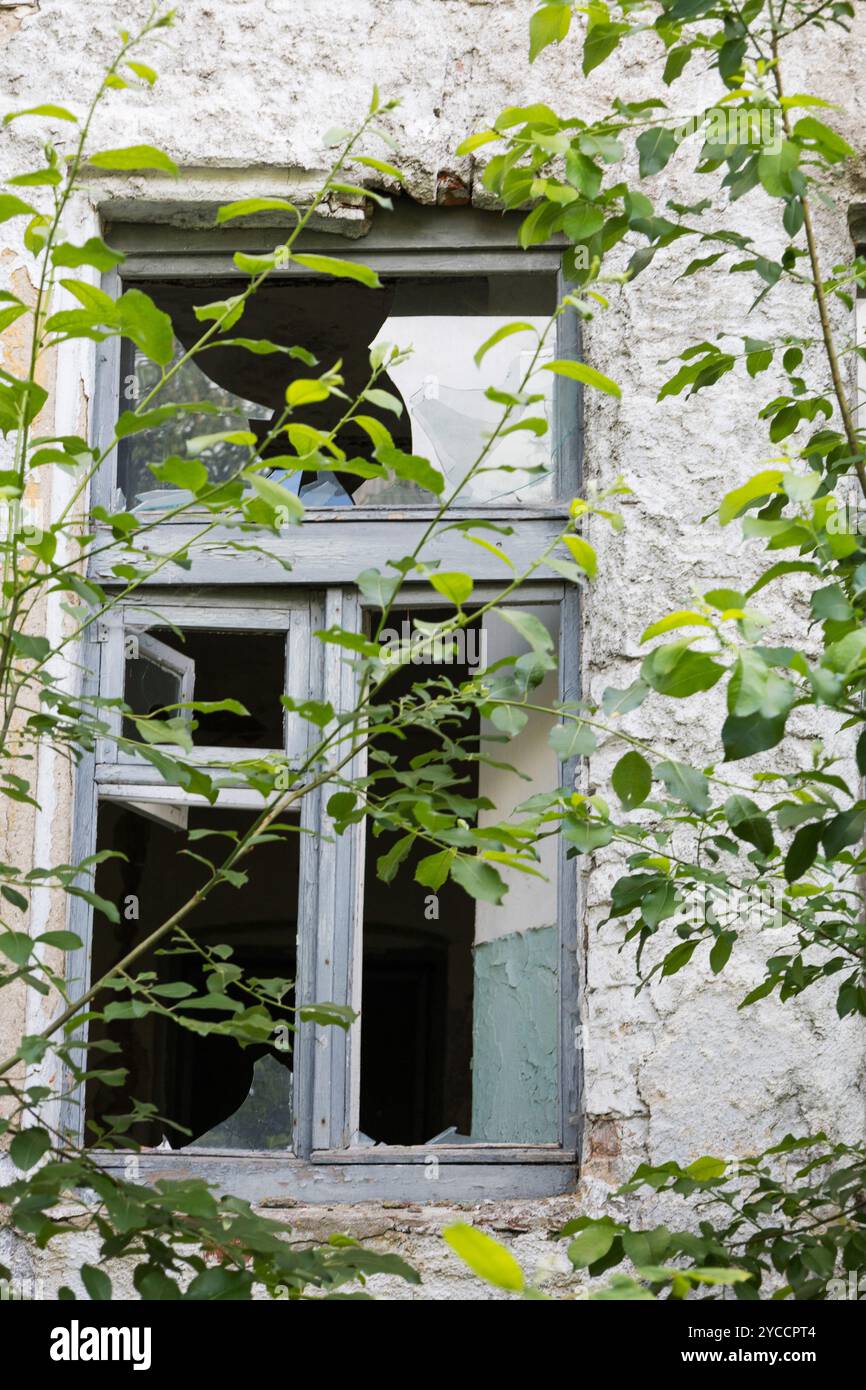 A broken window with a tree protruding and growing vigorously out of it ...