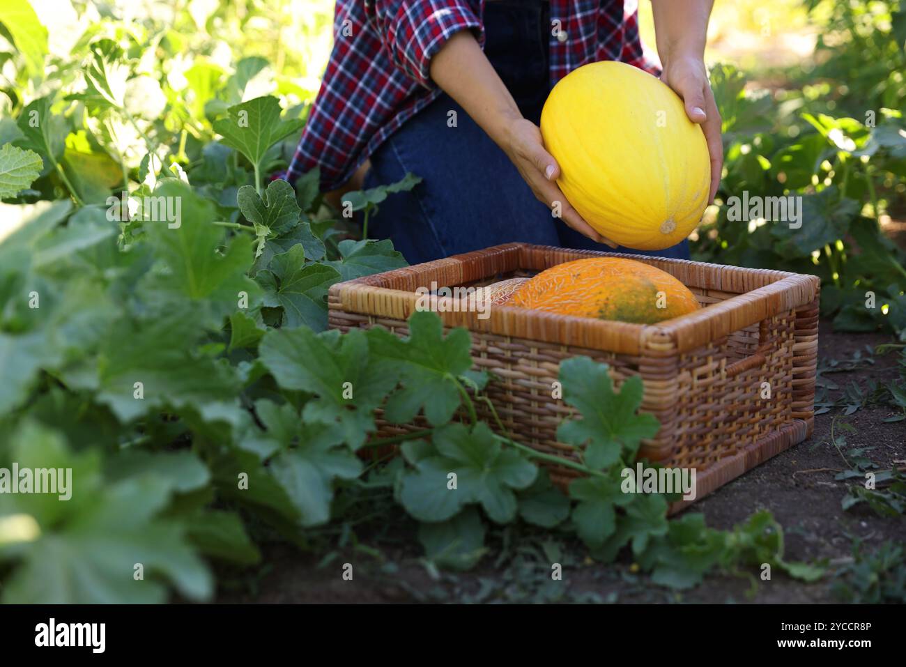 Woman picking ripe melons into wicker crate in field, closeup Stock ...