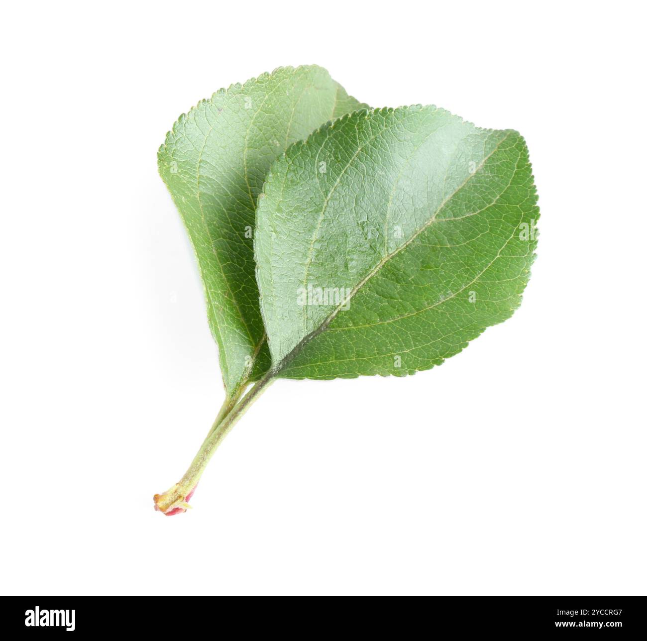 Fresh apple tree leaves isolated on white Stock Photo - Alamy
