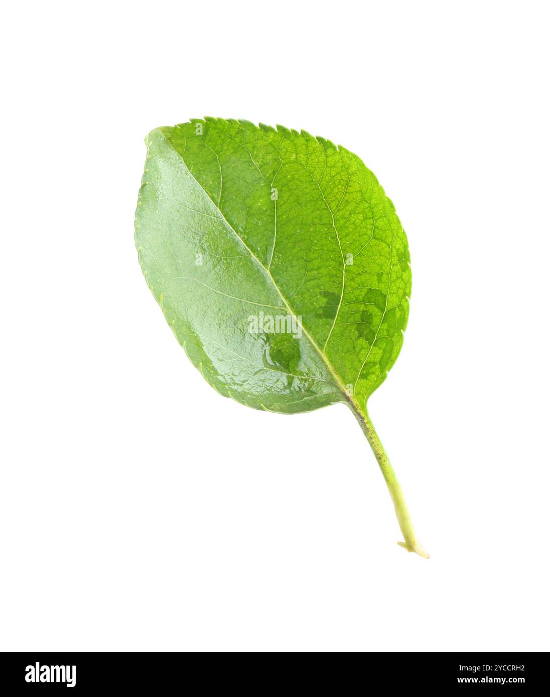 One fresh apple tree leaf isolated on white Stock Photo - Alamy