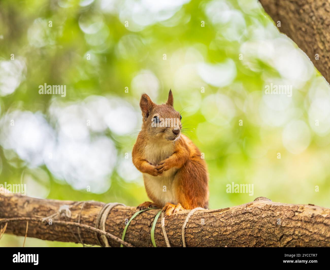 Autumn squirrel sits on a branch. Wild animal. Autumn forest Stock ...