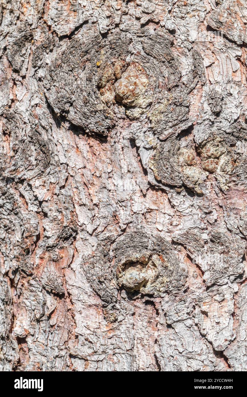 Bark texture and background of a old fir tree trunk. Detailed bark ...