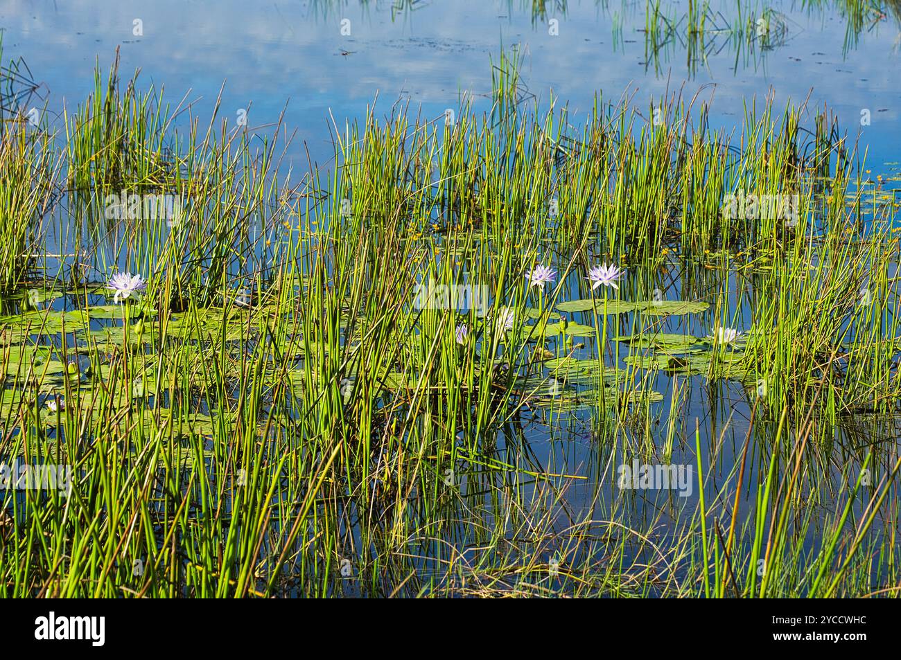 Western australia flower hi-res stock photography and images - Alamy