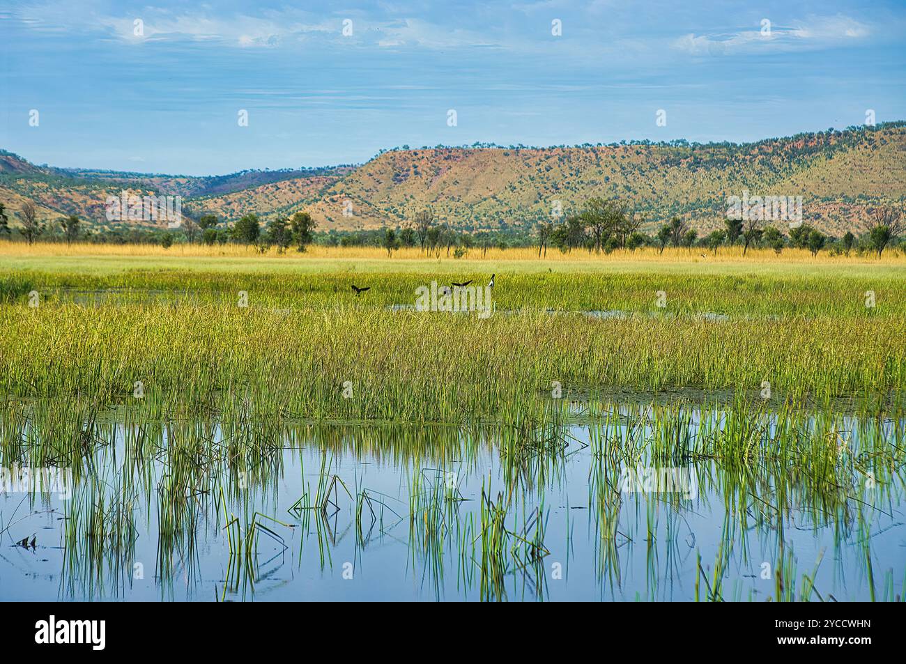 Reed beds, hills and birds in Parry Lagoons Nature Reserve, a wetland ...