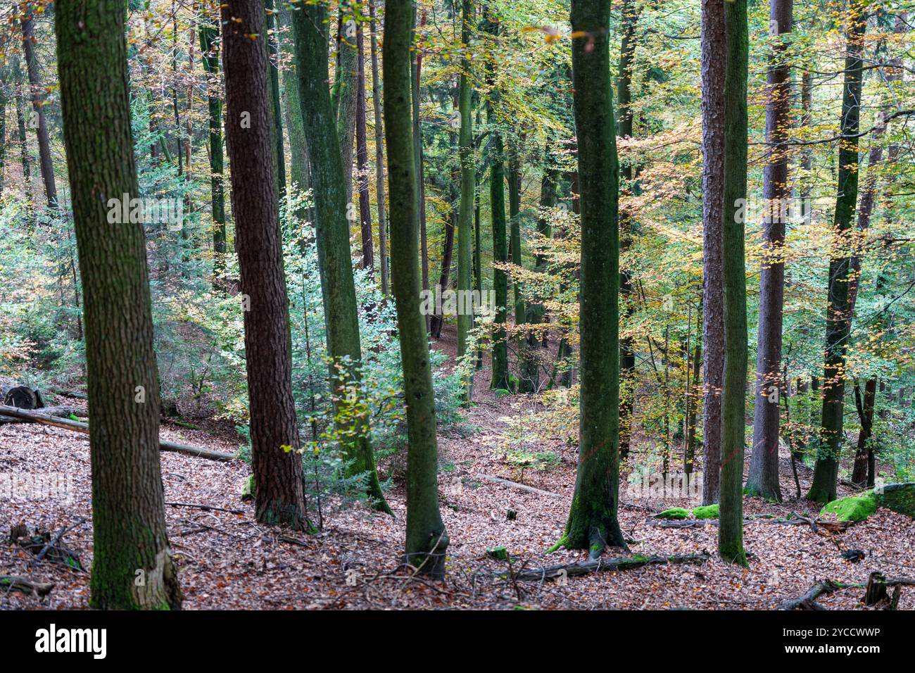 The Autumn Forest Canopy Displays Stunning Colors Above and Leaves ...