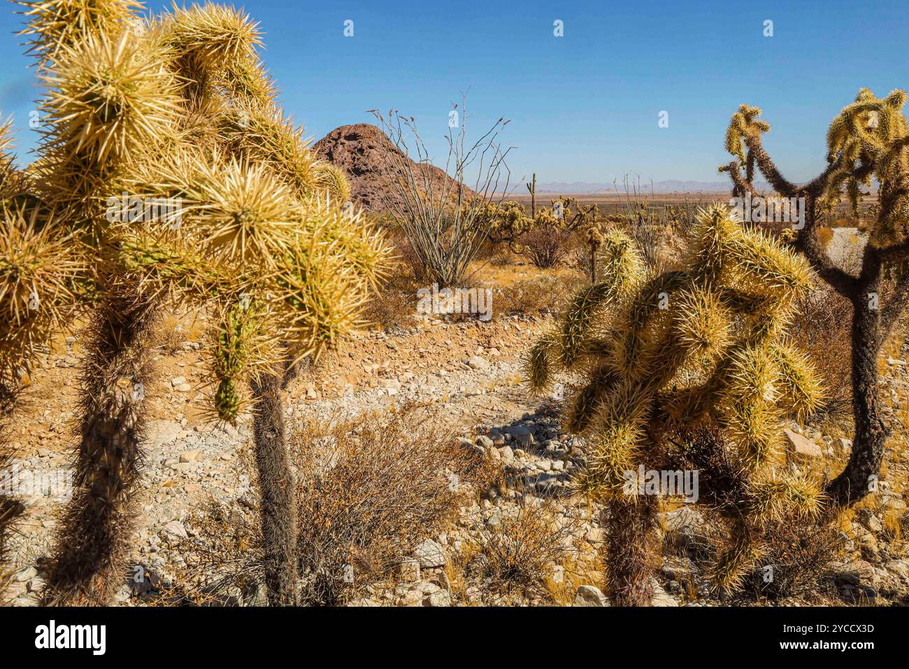 Cactus called choya or Cylindropuntia fulgida typical plants and ...