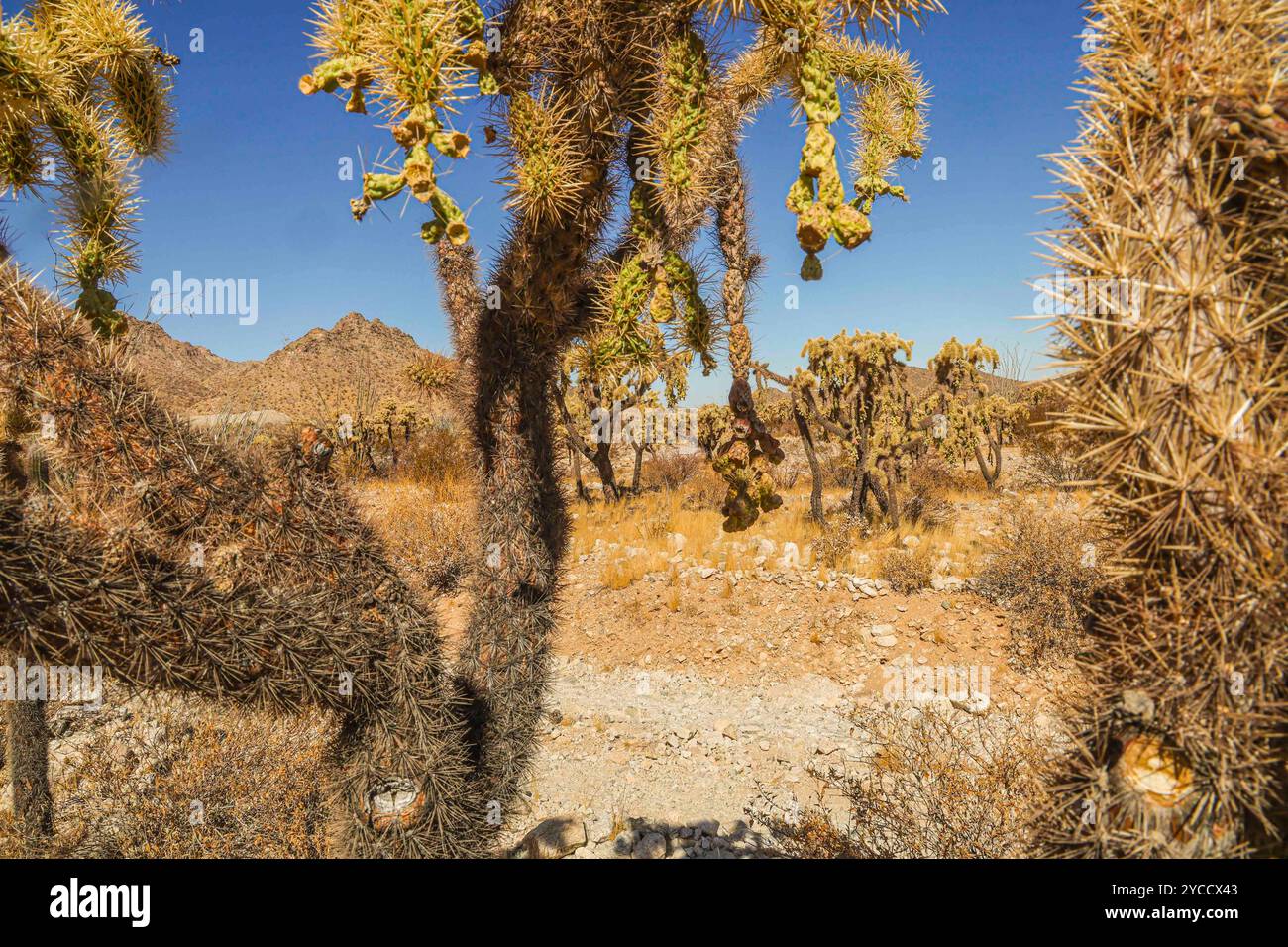 Cactus called choya or Cylindropuntia fulgida typical plants and ...