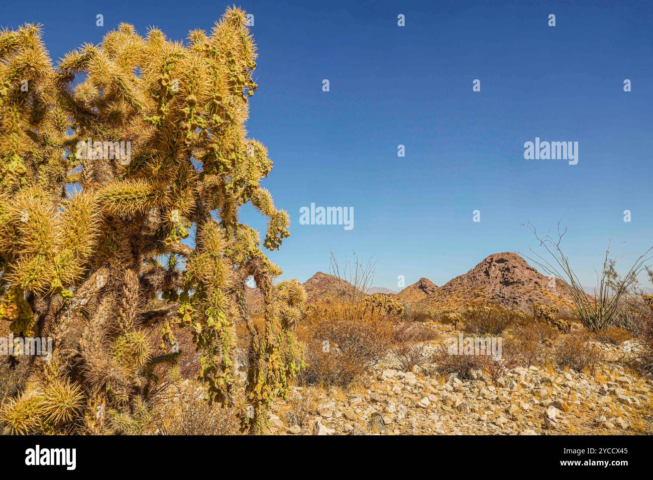 Cactus called choya or Cylindropuntia fulgida typical plants and ...