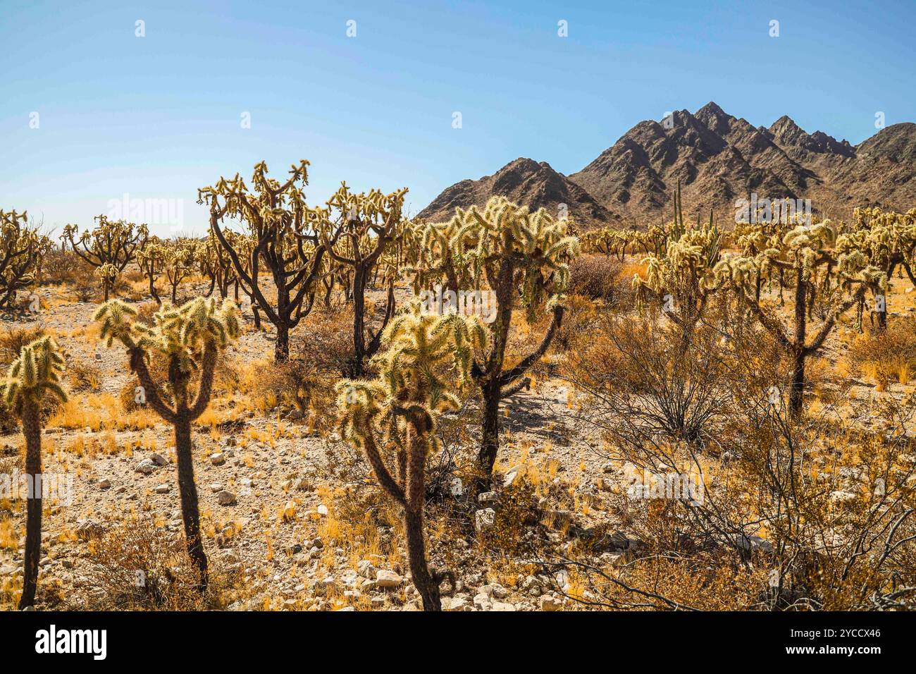 Cactus called choya or Cylindropuntia fulgida typical plants and ...