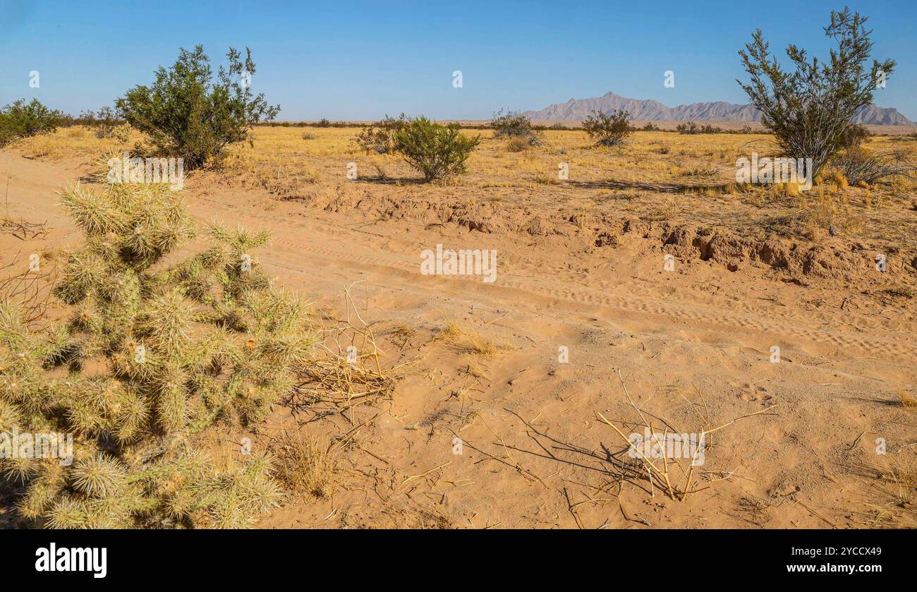 Cactus called choya or Cylindropuntia fulgida typical plants and ...
