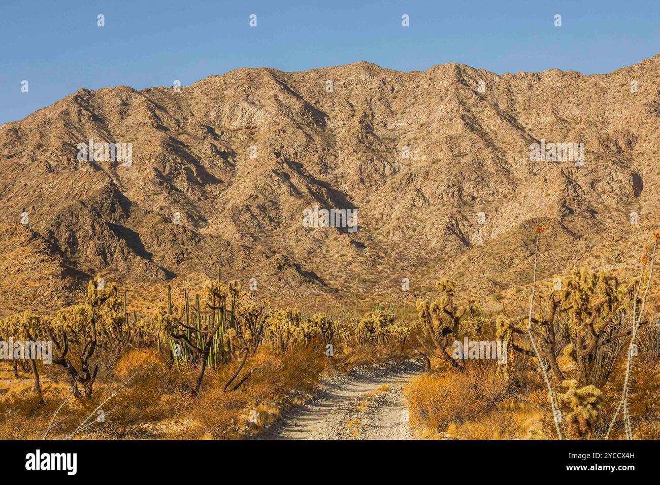 Cactus called choya or Cylindropuntia fulgida typical plants and ...