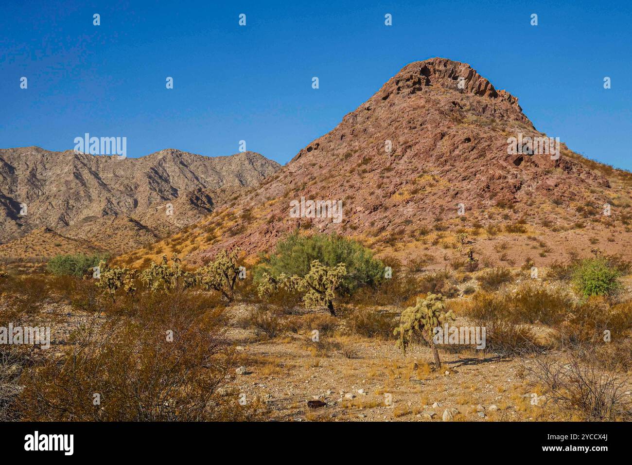 Cactus called choya or Cylindropuntia fulgida typical plants and ...