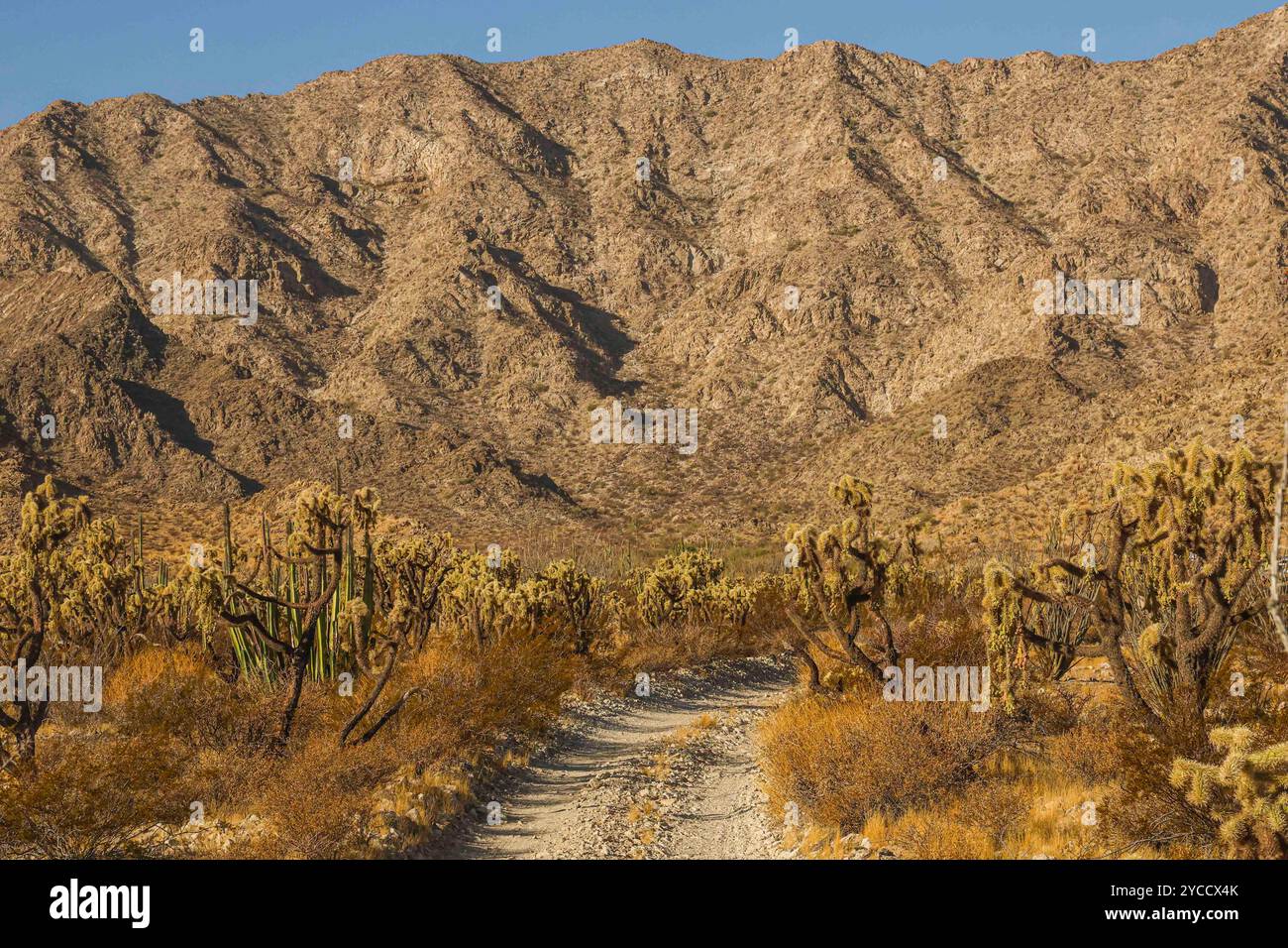 Cactus called choya or Cylindropuntia fulgida typical plants and ...