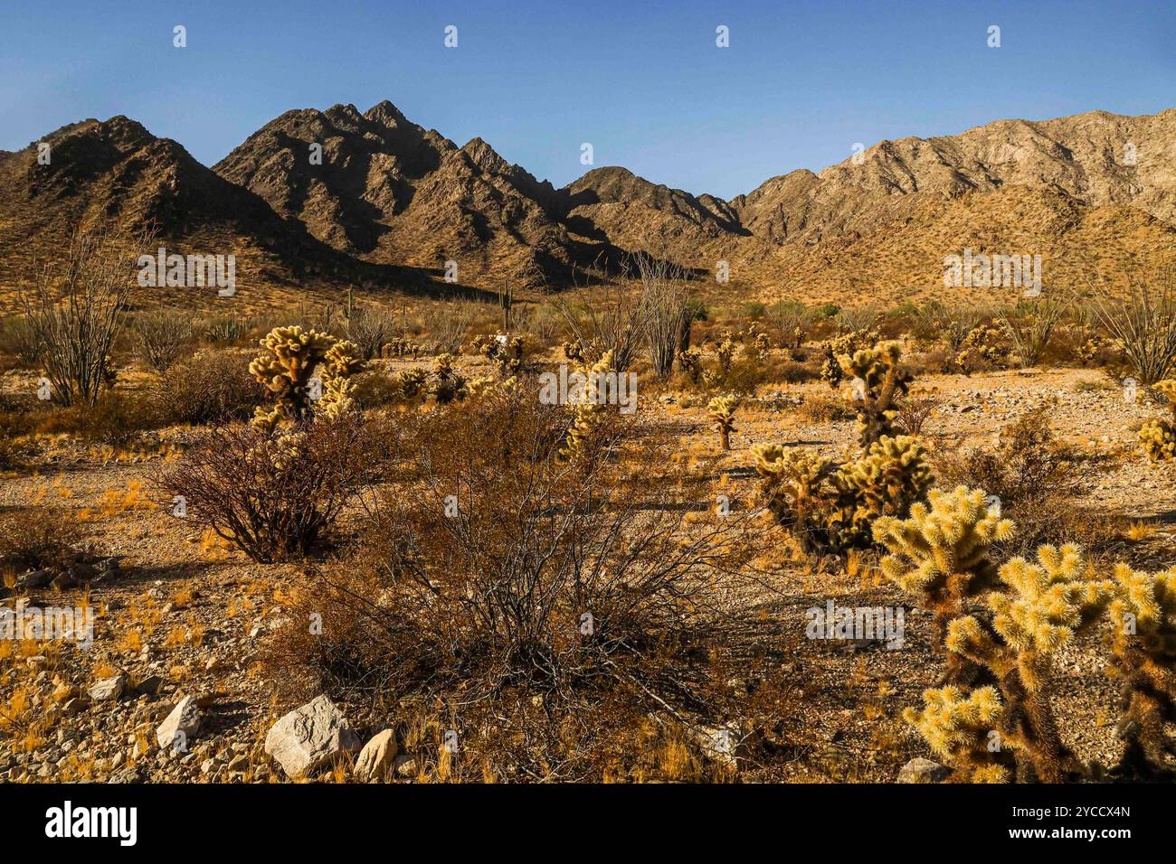 Cactus called choya or Cylindropuntia fulgida typical plants and ...