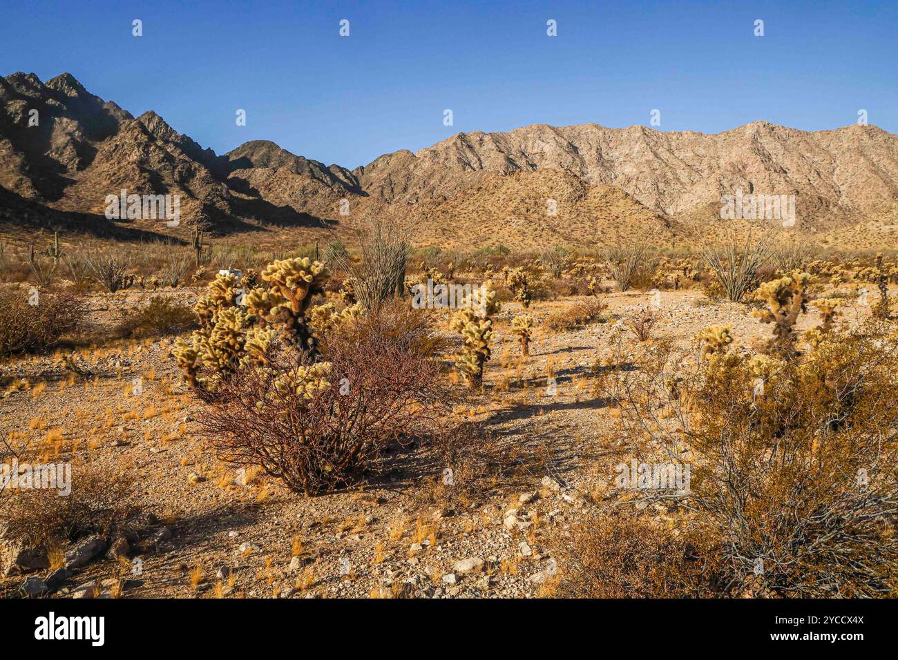 Cactus called choya or Cylindropuntia fulgida typical plants and ...