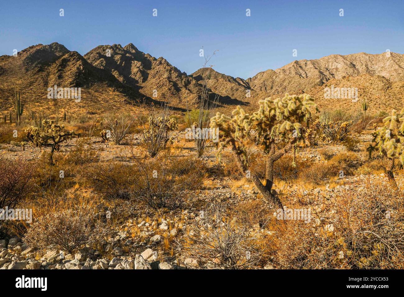 Cactus called choya or Cylindropuntia fulgida typical plants and ...