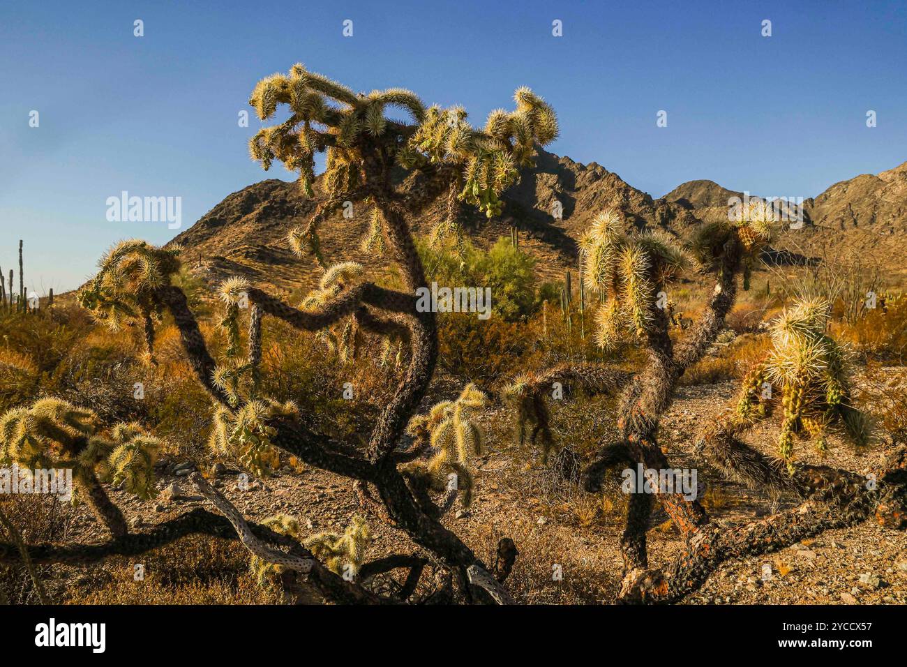 Cactus called choya or Cylindropuntia fulgida typical plants and ...