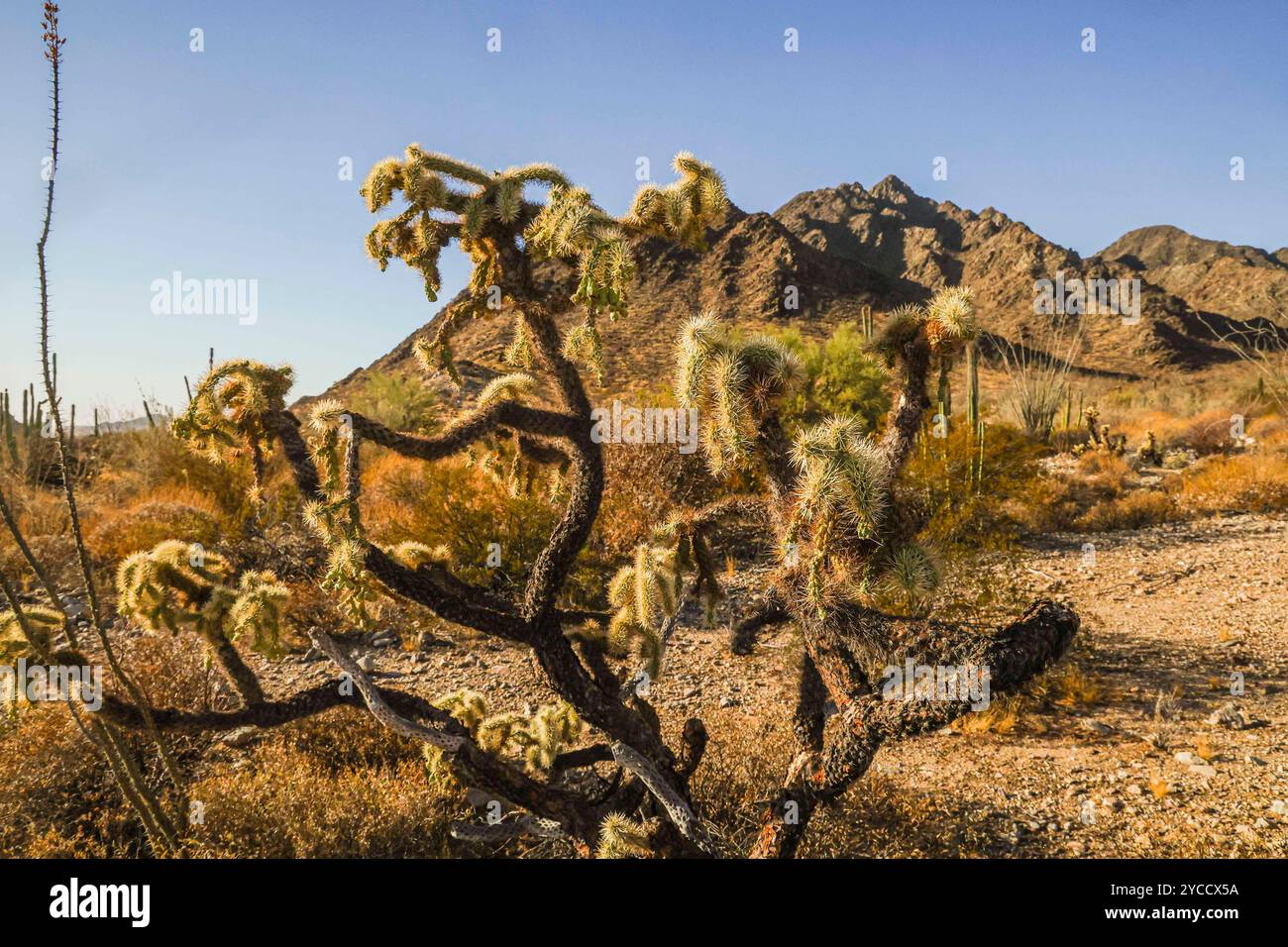 Cactus called choya or Cylindropuntia fulgida typical plants and ...