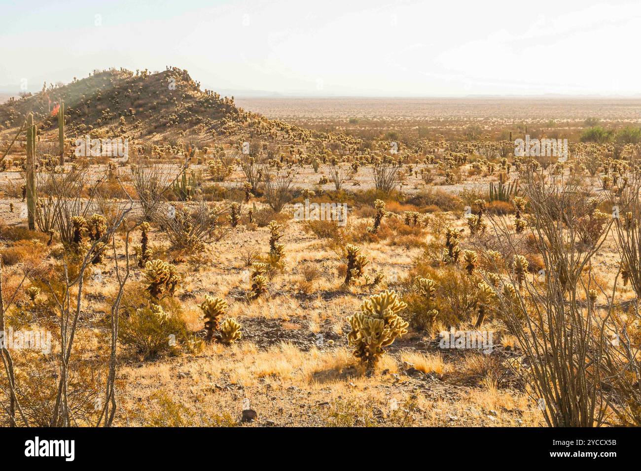 Cactus called choya or Cylindropuntia fulgida typical plants and ...