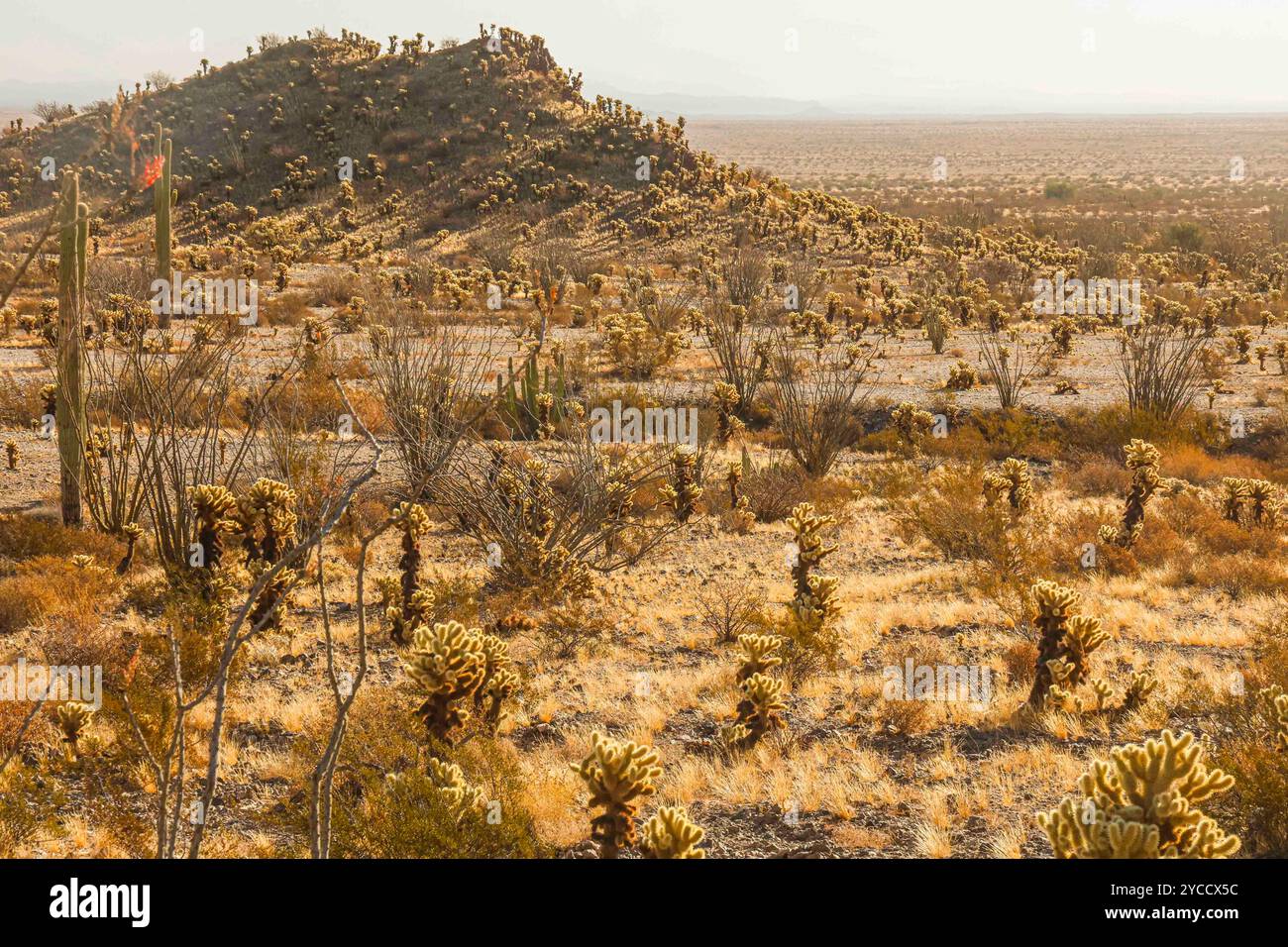 Cactus called choya or Cylindropuntia fulgida typical plants and ...