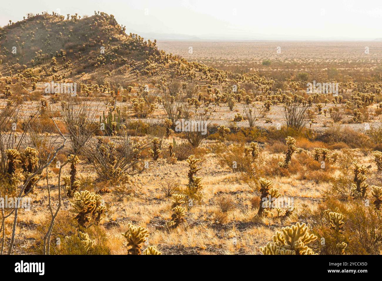 Cactus called choya or Cylindropuntia fulgida typical plants and ...