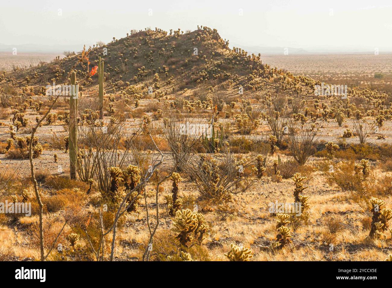 Cactus called choya or Cylindropuntia fulgida typical plants and ...