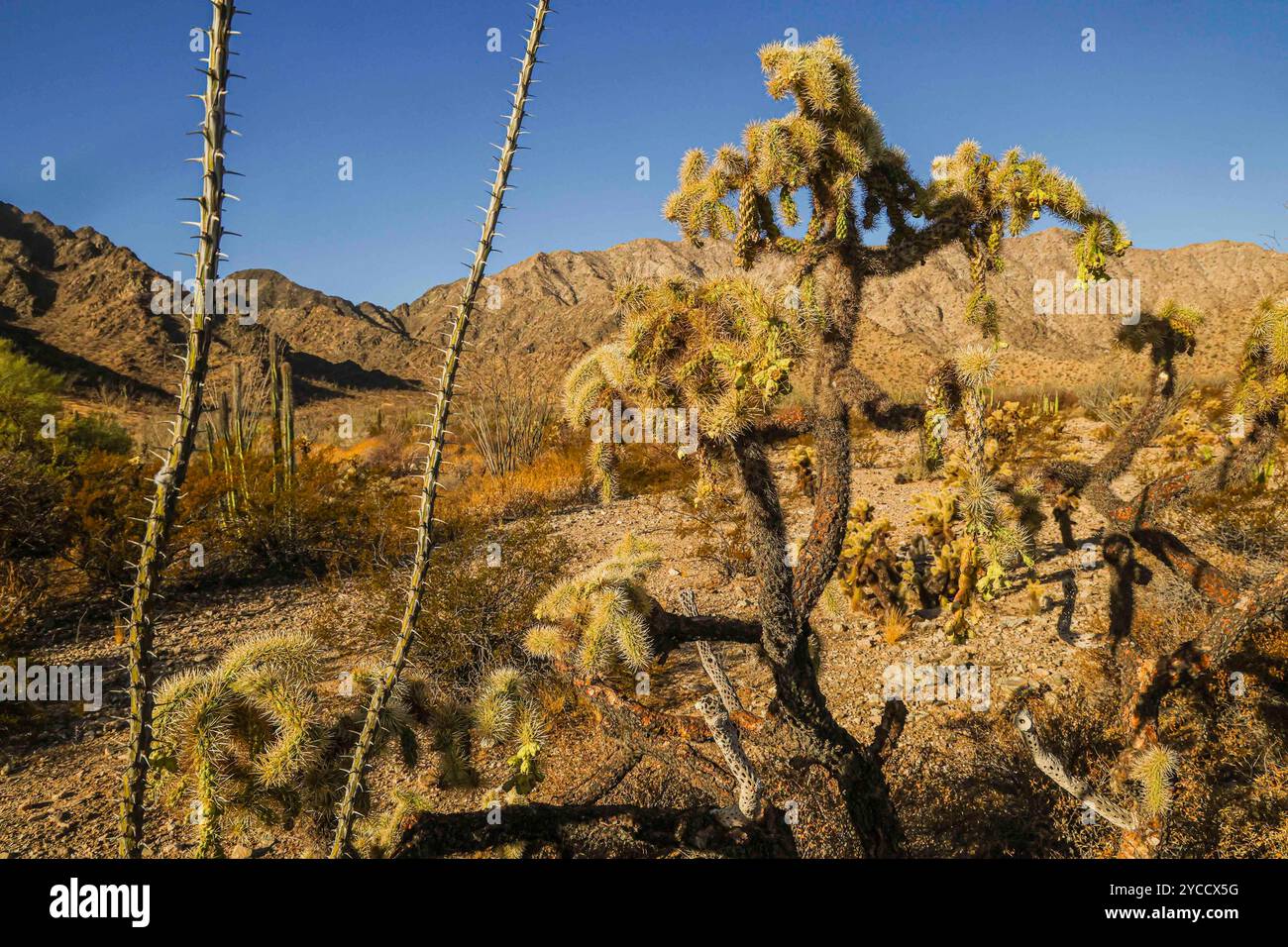 Cactus called choya or Cylindropuntia fulgida typical plants and ...