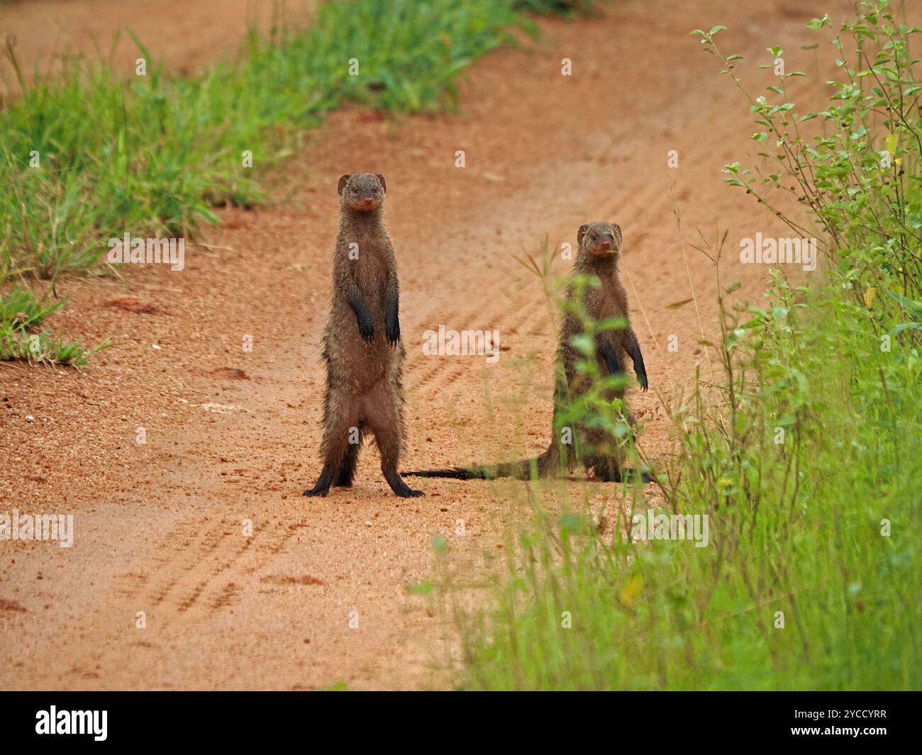 pair of banded mongoose (Mungos mungo) in upright lookout pose on red ...