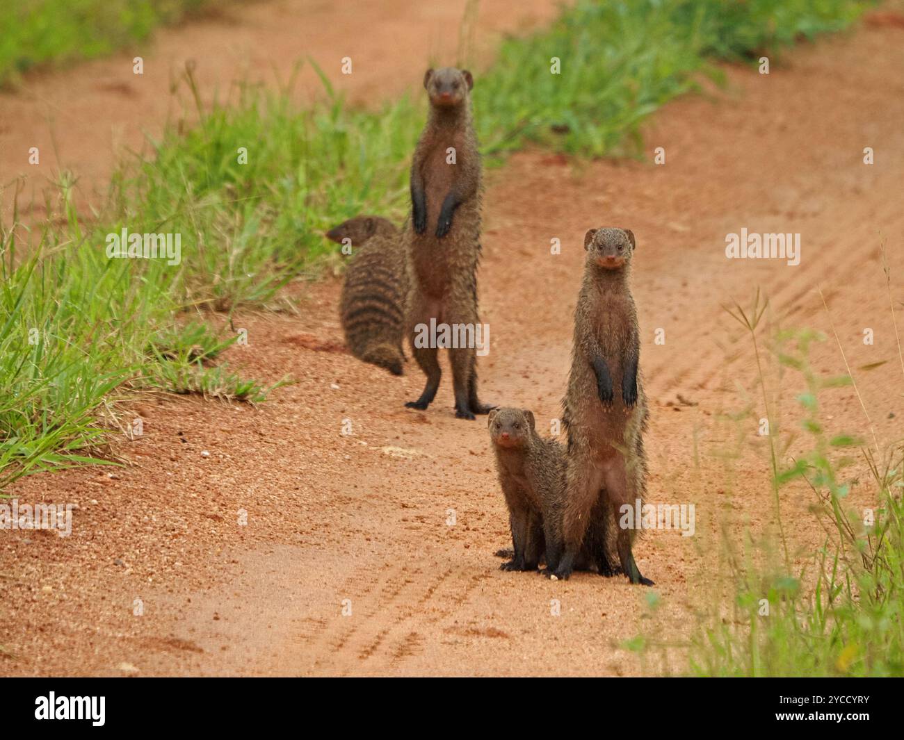 4 banded mongoose (Mungos mungo) 2 in upright lookout pose on red earth ...